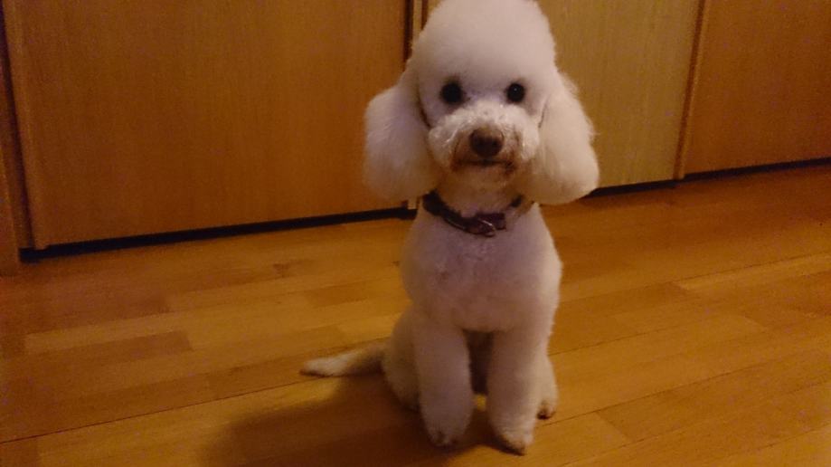 PUDLA MINI - ŠTENCI APRICOT