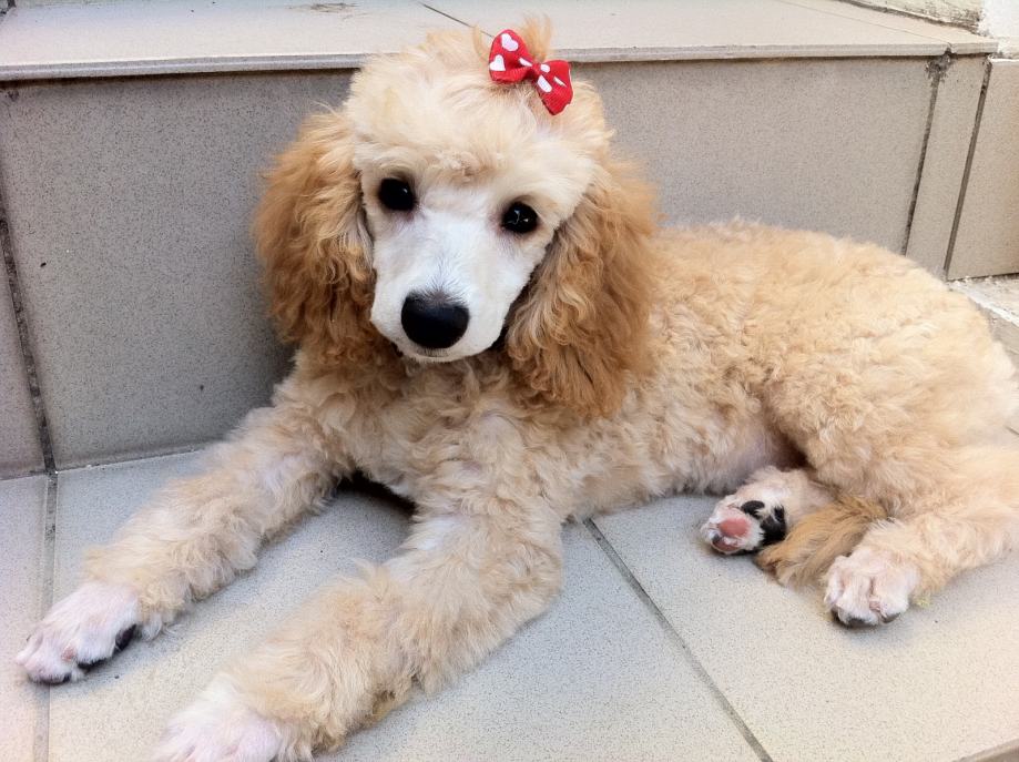 PUDLA MINI - ŠTENCI APRICOT