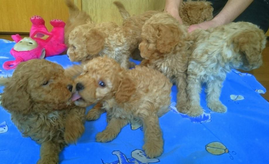 PUDLA MINI - ŠTENCI APRICOT