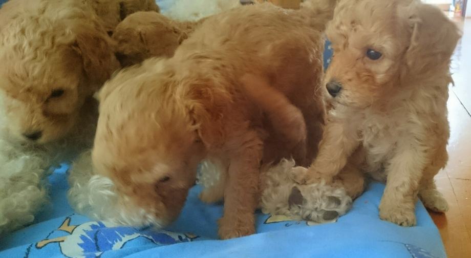 PUDLA MINI - ŠTENCI APRICOT