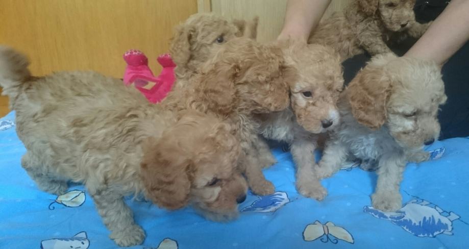 PUDLA MINI - ŠTENCI APRICOT