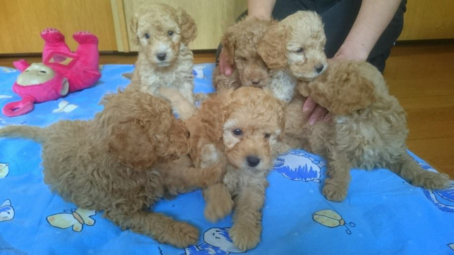 PUDLA MINI - ŠTENCI APRICOT