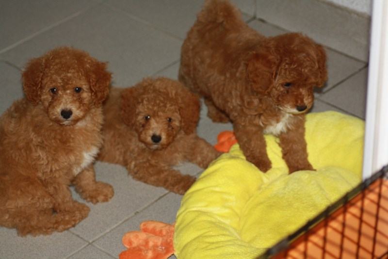 Pudla mini--------tamni apricot---crveni