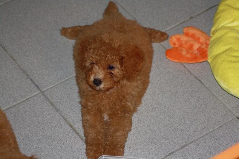 Pudla mini--------tamni apricot---crveni