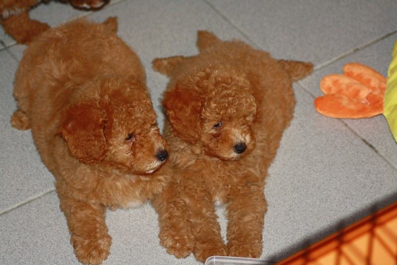 Pudla mini--------tamni apricot---crveni