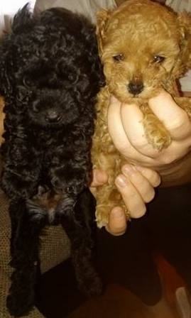 Pudla , pudlica mini pudla