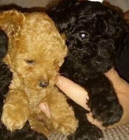 Pudla , pudlica mini pudla