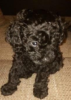 Pudla , pudlica mini pudla