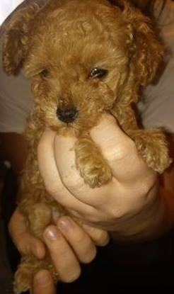 Pudla , pudlica mini pudla