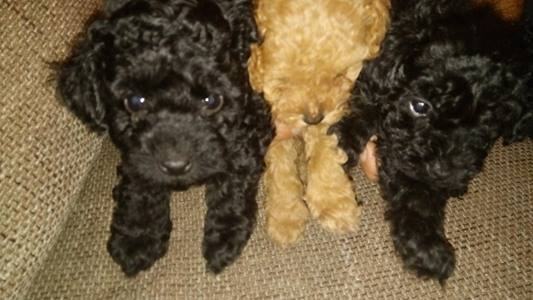 Pudla , pudlica mini pudla