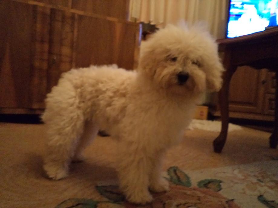 PUDLICE, prekrasni čistokrvni štenci mini pudle,