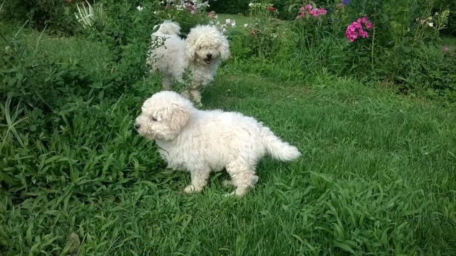 PUDLICE, prekrasni čistokrvni štenci mini pudle,