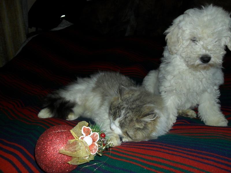 PUDLICE, ŠTENCI ČISTOKRVNE PUDLE