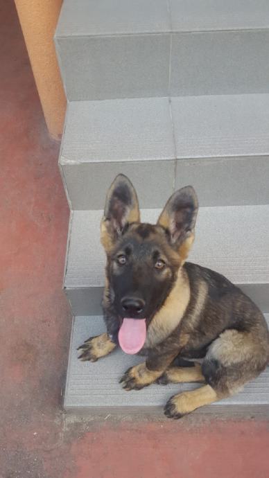 Njemački ovčar radna linija (štene)