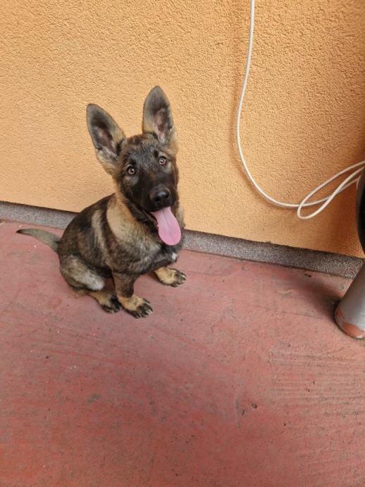 Njemački ovčar radna linija (štene)