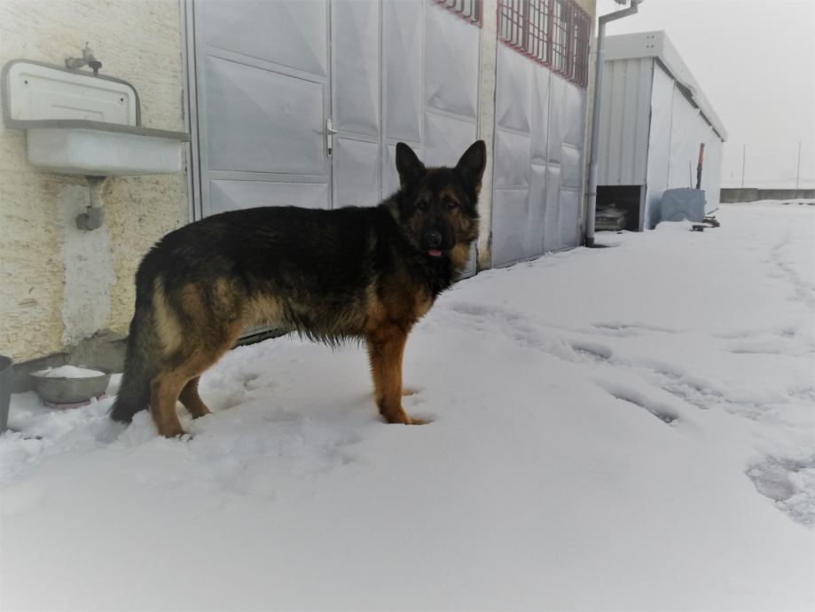 Njemački ovčar Radni pas