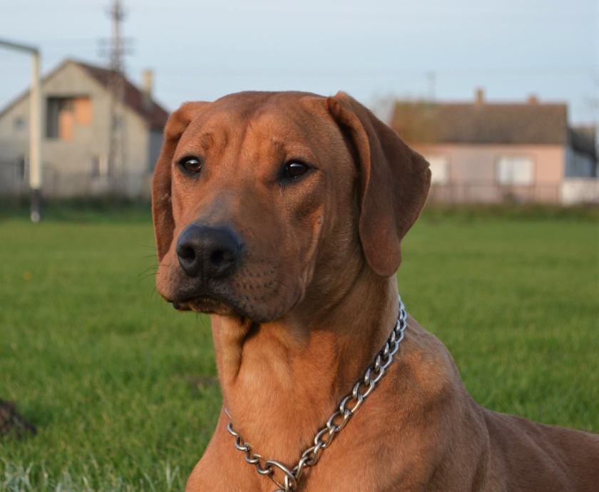 Ridgeback-rodezijski gonič lavova