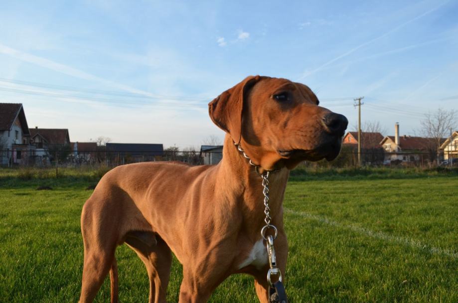 Ridgeback-rodezijski gonič lavova