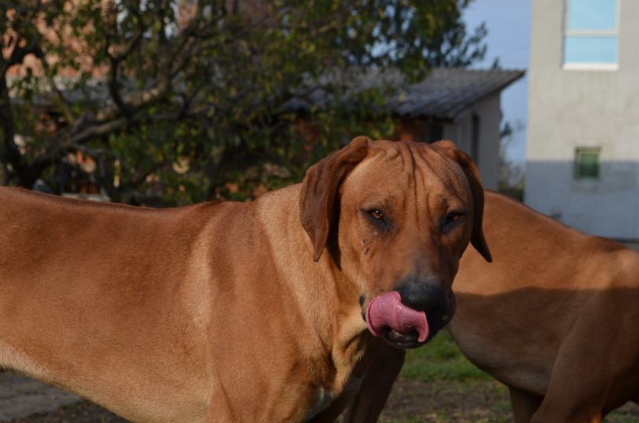 Ridgeback-rodezijski gonič lavova