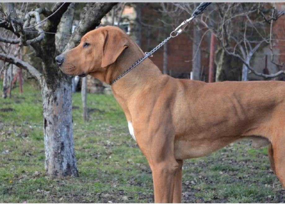 Ridgeback-rodezijski gonič lavova
