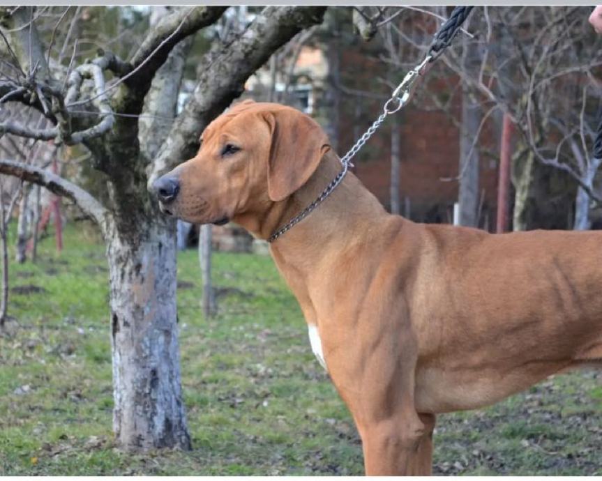 Ridgeback-rodezijski gonič lavova