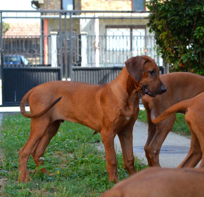 Ridgeback-rodezijski gonič lavova