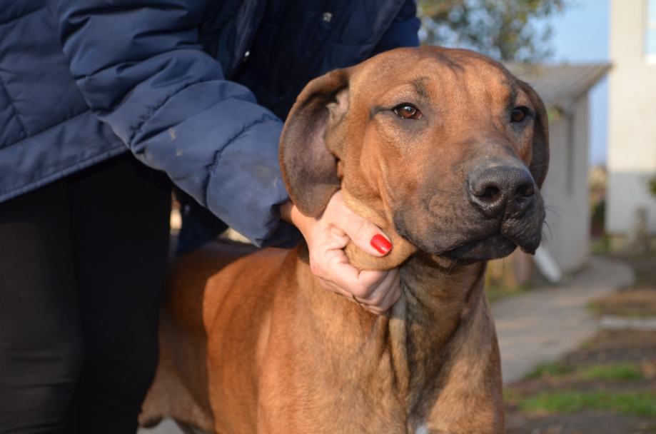 Rodezijski gonic Rhodesan RIdgeback