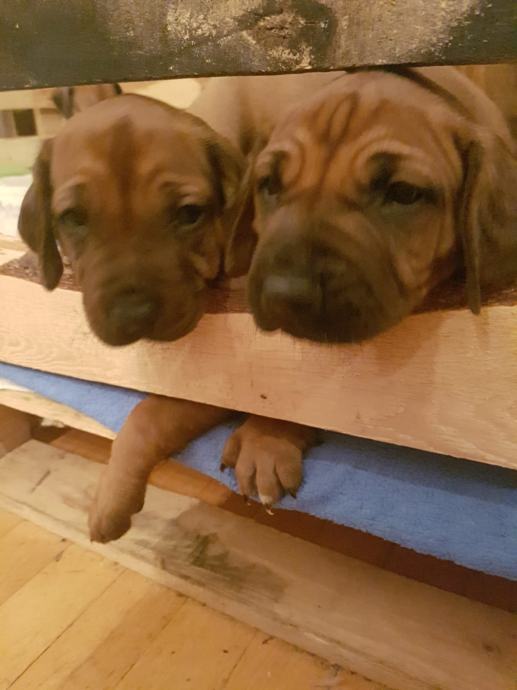 Rodezijski ridgeback