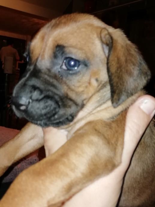 Rodezijski ridgeback