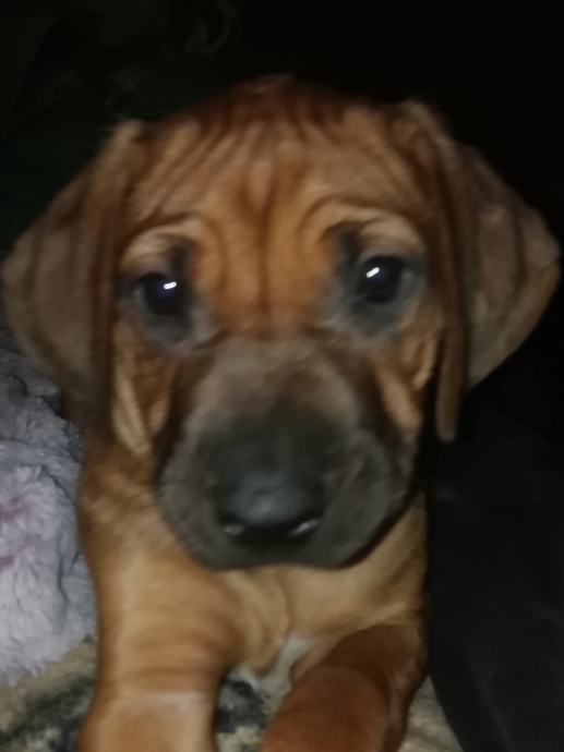 Rodezijski ridgeback