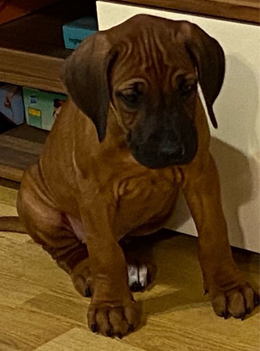 Rodezijski Ridgeback štenci