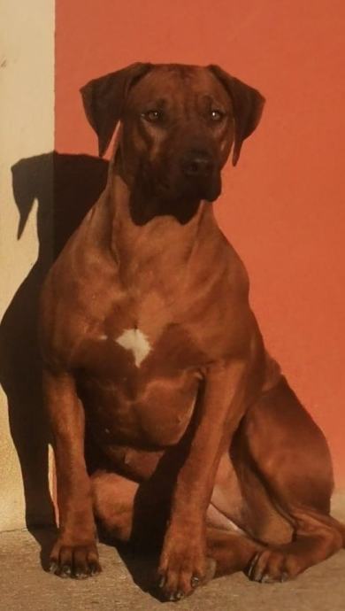 Rodezijski Ridgeback Štenci