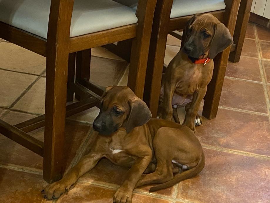 Rodezijski Ridgeback Štenci