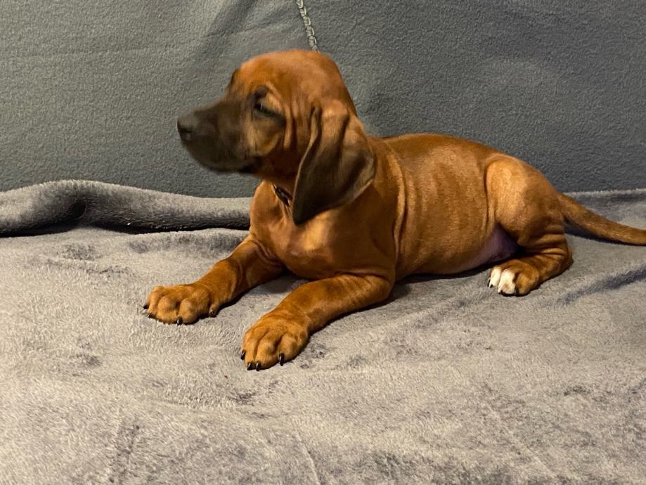 Rodezijski Ridgeback Štenci