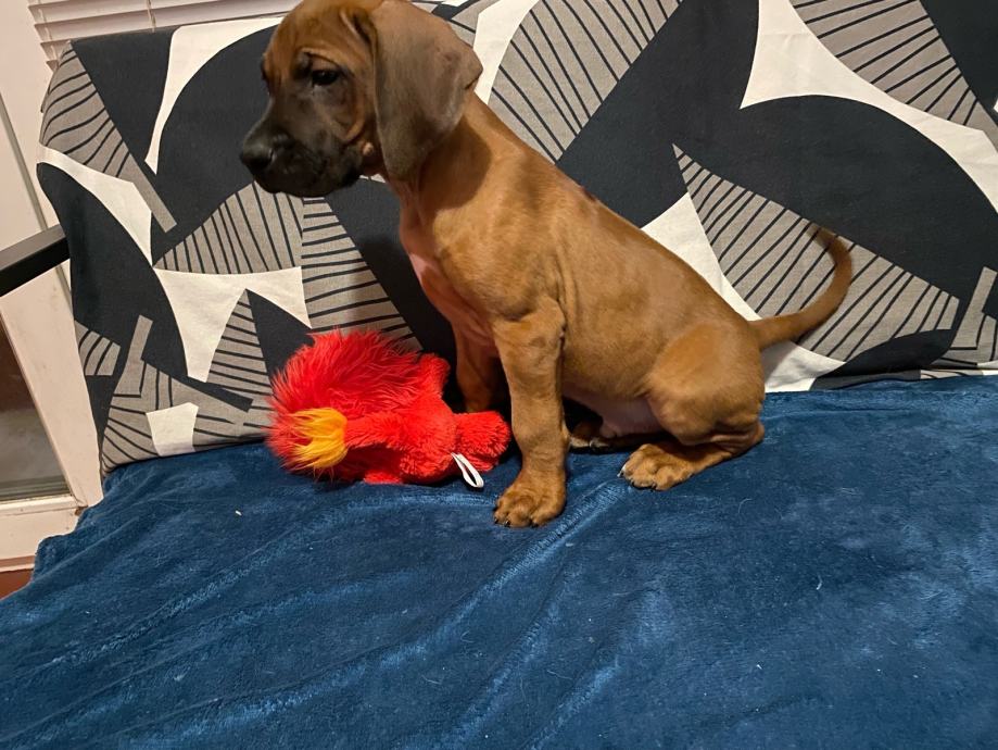 Rodezijski Ridgeback Štenci