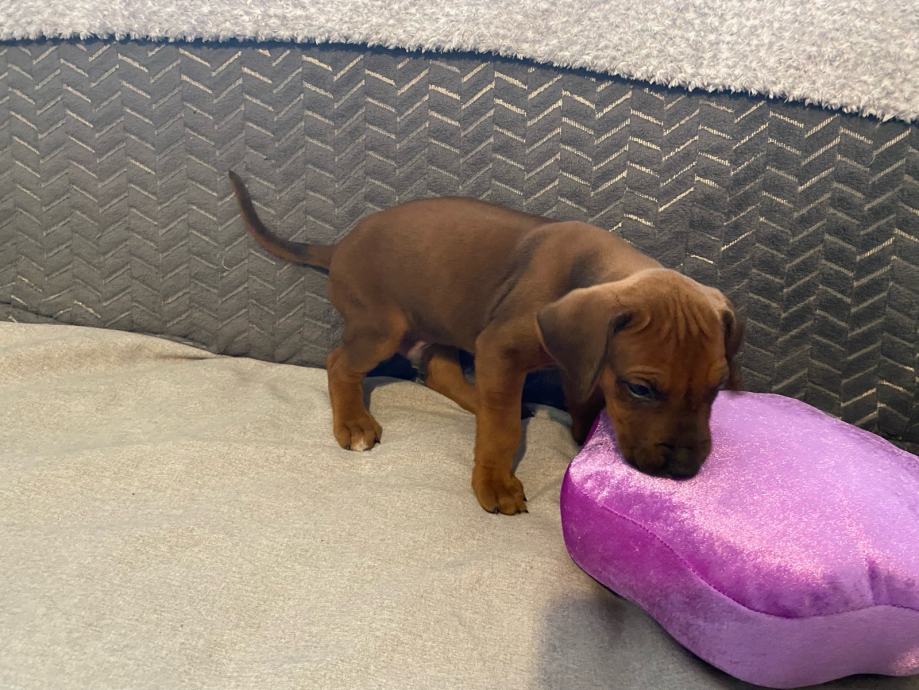 Rodezijski Ridgeback Štenci