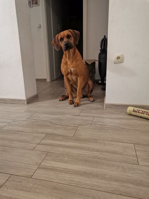 Rodezijski Ridgeback Štenci