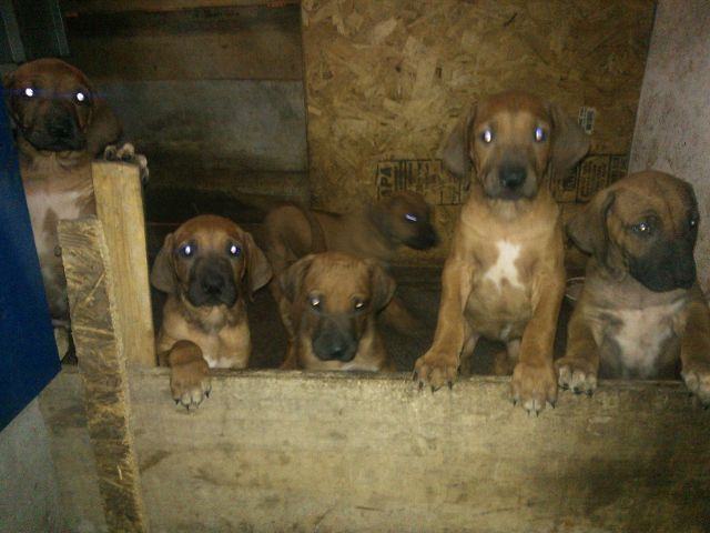 Rodezijski Ridzbek - Africki Gonic Lavova