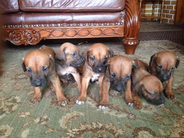 Rodezijski Ridzbek - africki gonic lavova