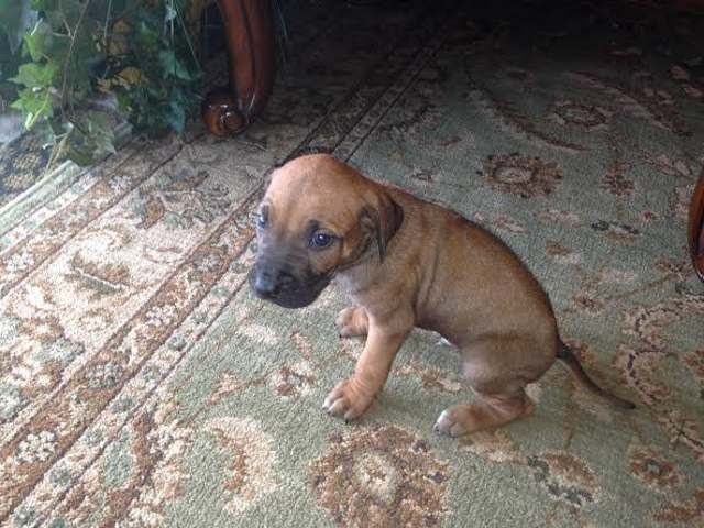 Rodezijski Ridzbek - africki gonic lavova