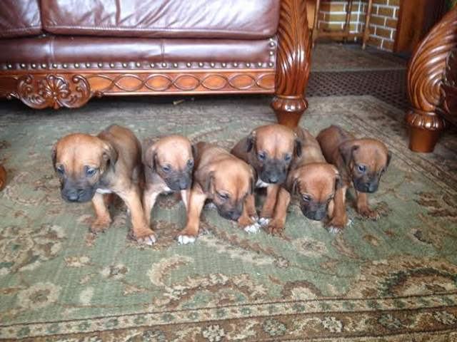 Rodezijski Ridzbek - africki gonic lavova