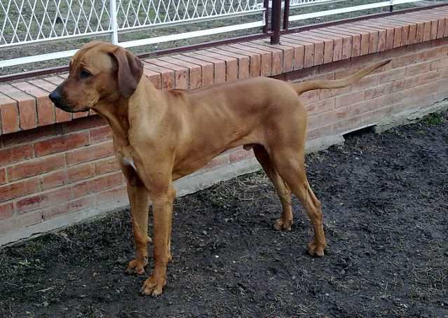 Rodezijski Ridzbek - jednogodisnji muzijak