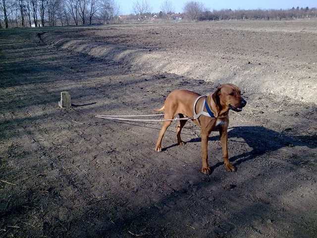 Rodezijski Ridzbek - jednogodisnji muzijak