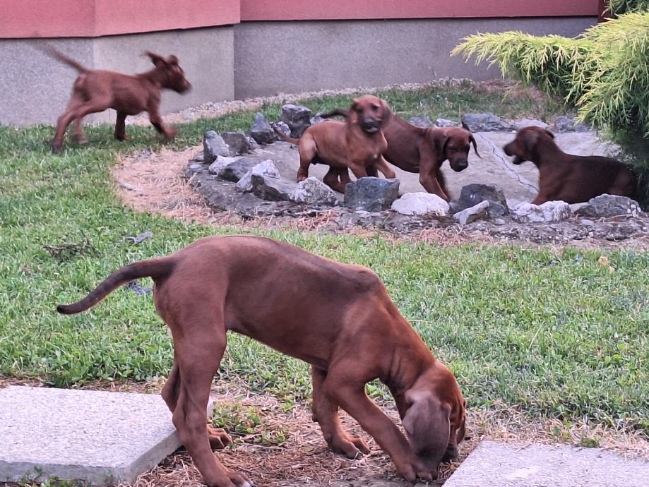 Rhodesian Ridgeback (gonić lavova) - štenci
