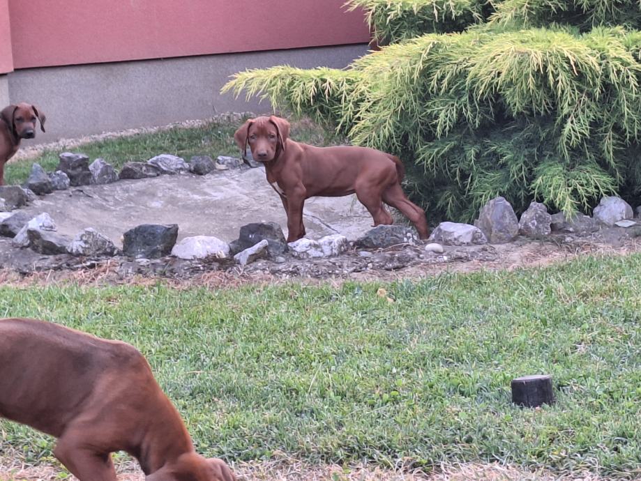 Rhodesian Ridgeback (gonić lavova) - štenci