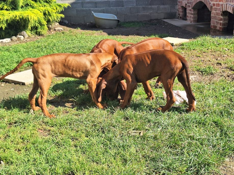 Rhodesian Ridgeback (gonić lavova) - štenci
