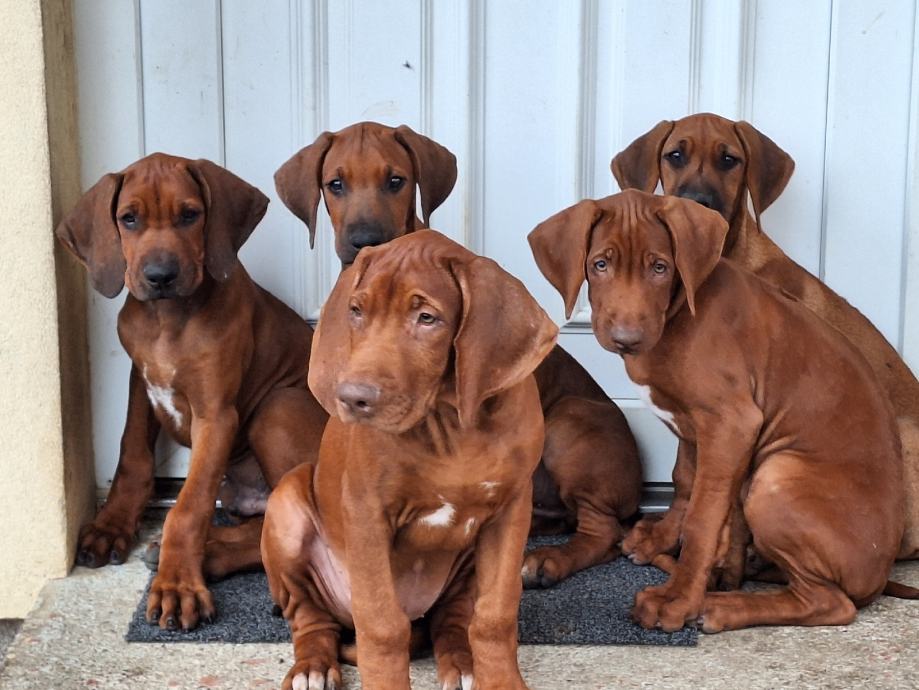 Rhodesian Ridgeback (gonić lavova) - štenci