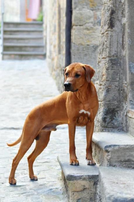 Rodezijski ridžbek štenci