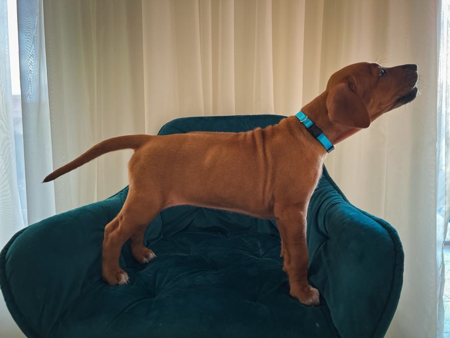 Rodezijski ridžbek štenci