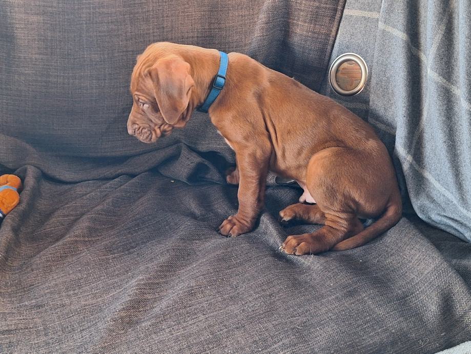 Rhodesian Ridgeback (gonić lavova) - štenci